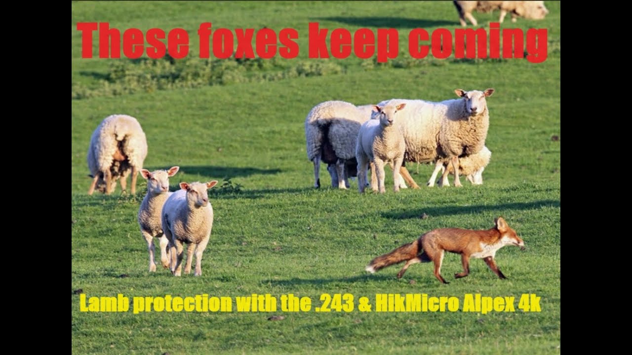 Protecting lambs from Mr fox with the .243 & Hikmicro Alpex 4k - YouTube