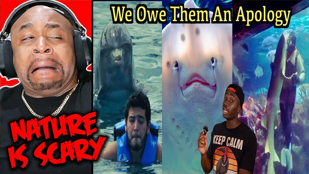 Animals that got the Middle Finger from Childhood Reaction! - YouTube