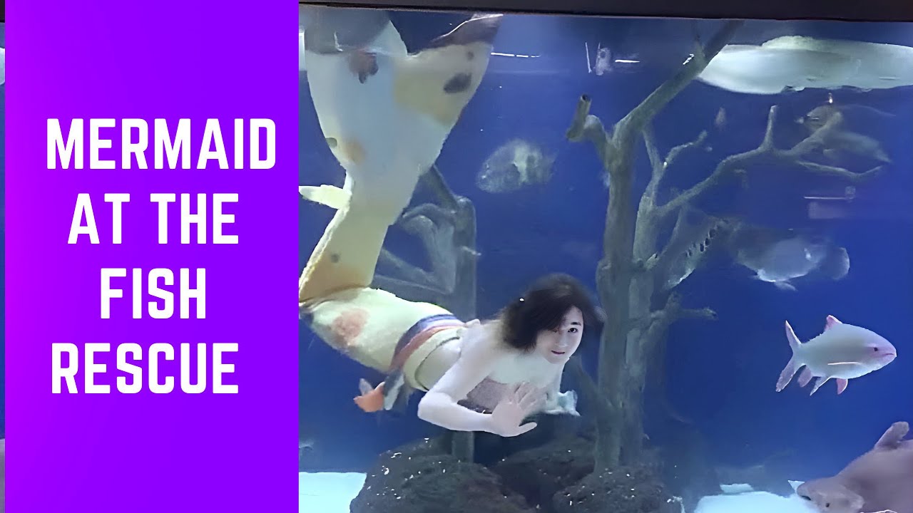 Mermaid at the Ohio fish rescue part 2 - YouTube