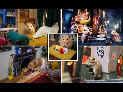 Welcome to Hamsterville! Rodent family explores squeaky-clean custom ...