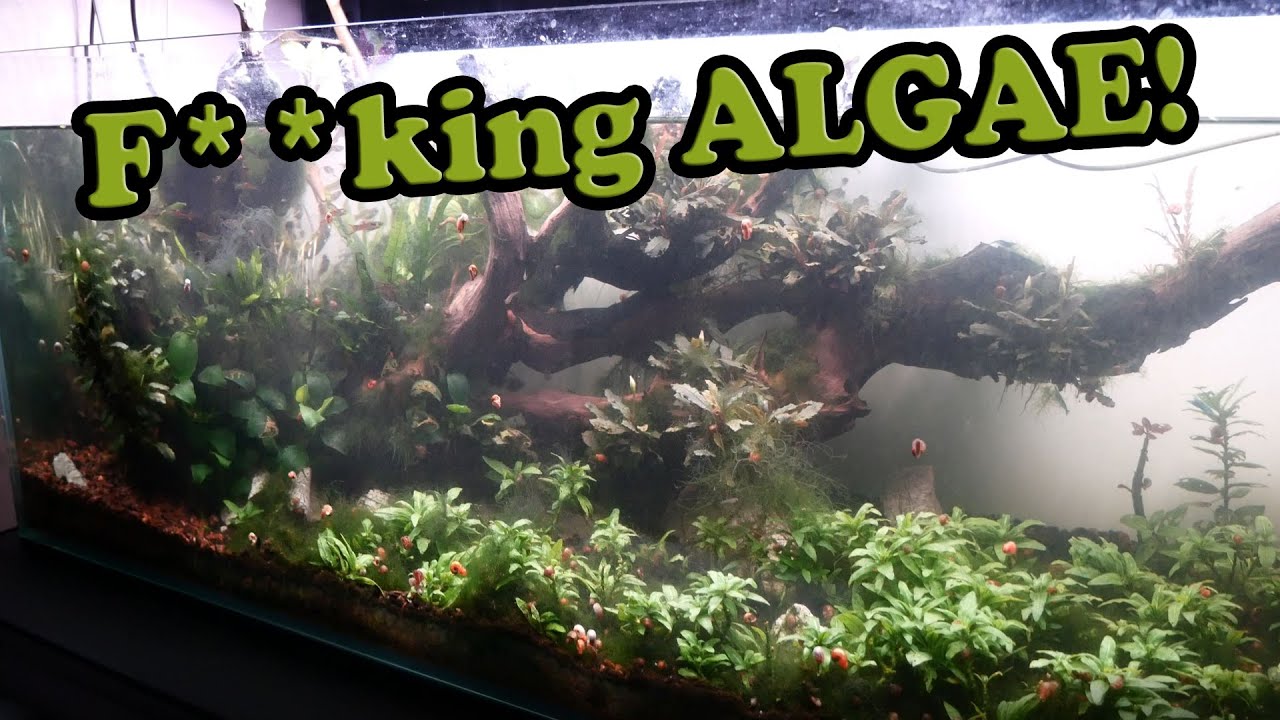 What it takes to tear down an ALGAE INFESTED TANK. - YouTube