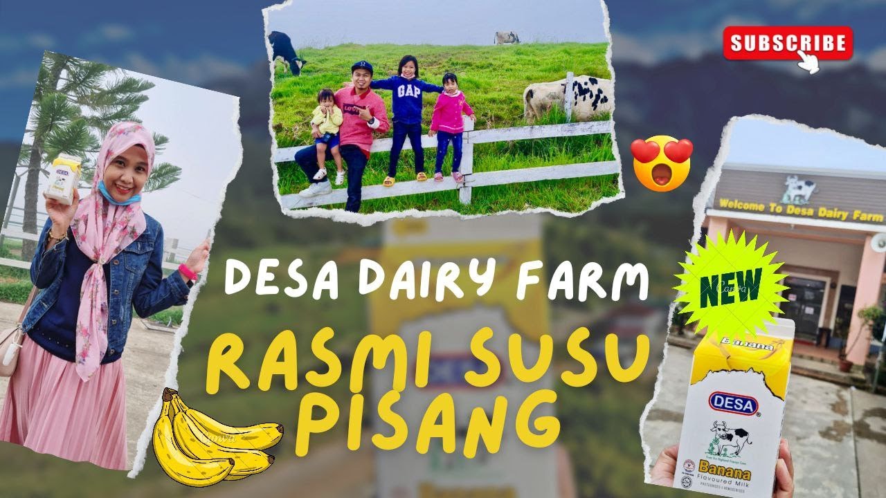 Susu Pisang Limited Edition, Desa Cattle Dairy Farm, Kundasang, Sabah ...