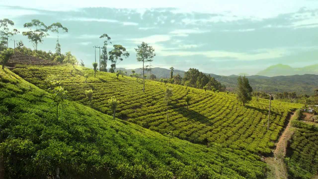 Dilmah Tea Estate - Clarendon - YouTube