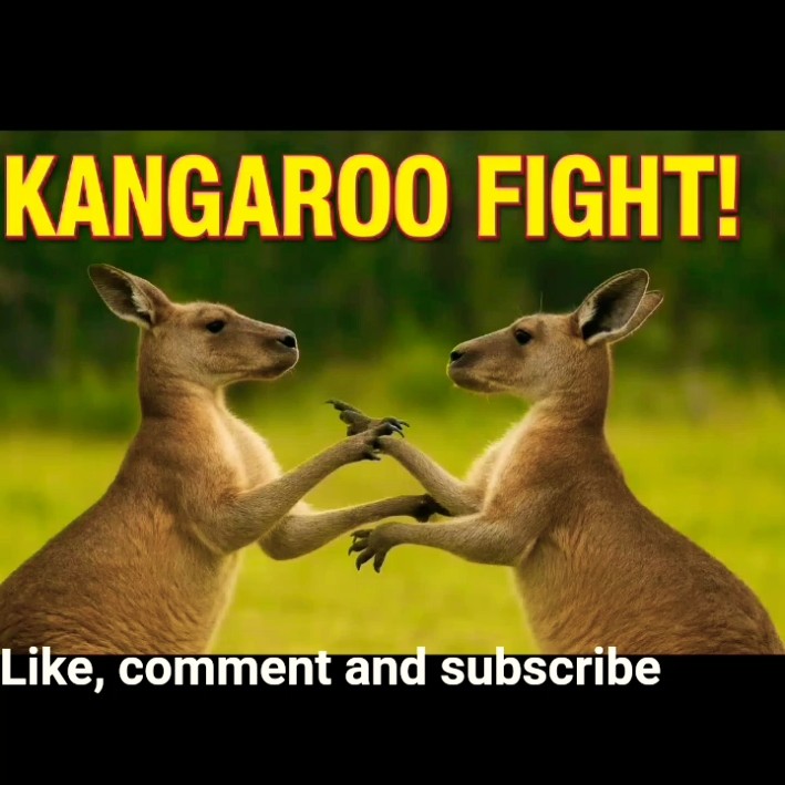 Two Kangaroos Battle for Dominance | Wild Australia”#KangarooFight# ...
