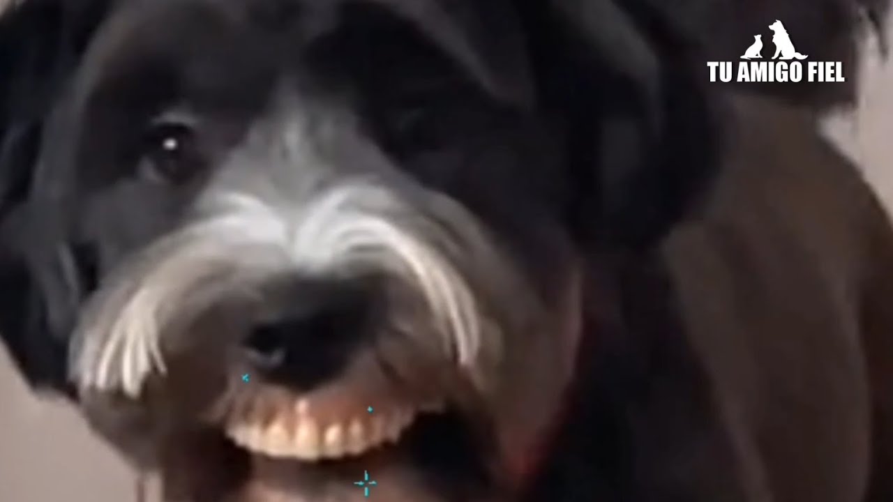 Perrito se aparece con una sonrisa de la nada y deja su dueña ...