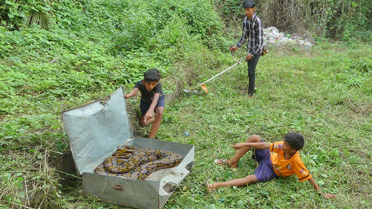 Most Amazing The boy found Python Snake and caller for Help ...