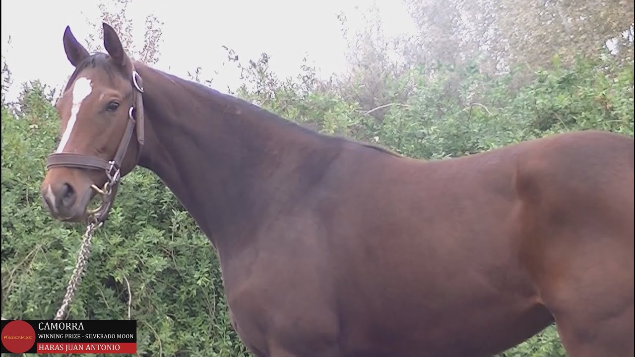 09 CAMORRA - YouTube