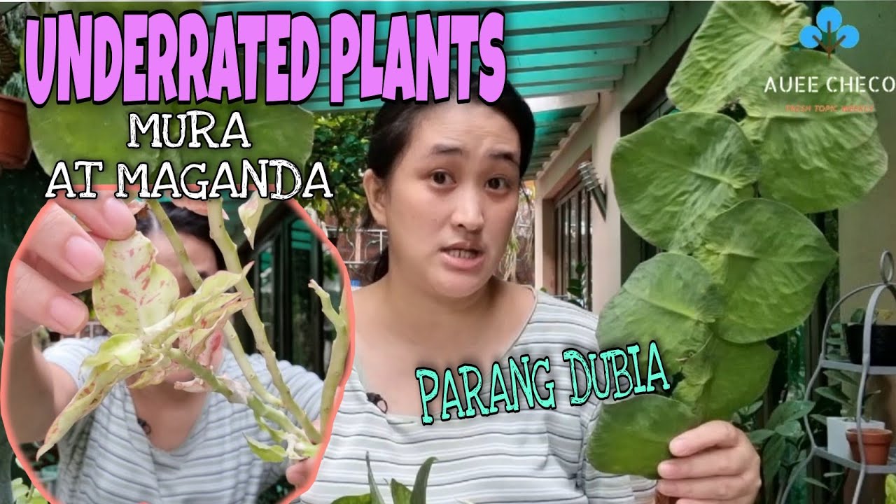 UNDERRATED PLANTS 🍀🌼🌿 || MURANG HALAMAN NA MAGANDA PERO HINDI SIKAT ...