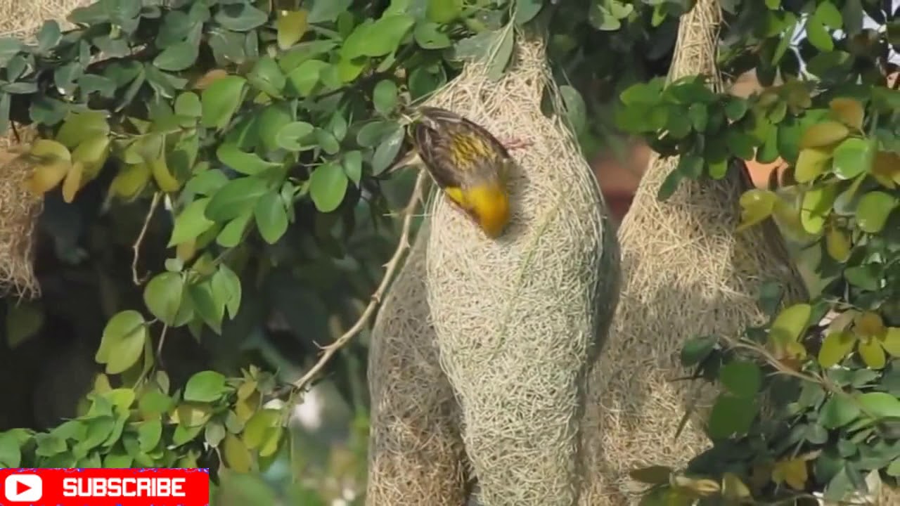 Engineer Birds unseen viral video of making nest / nature/ - YouTube