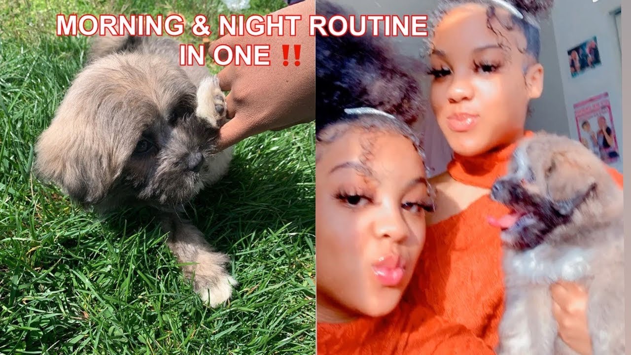 NEW PUPPY Morning/Night routine‼️ - YouTube