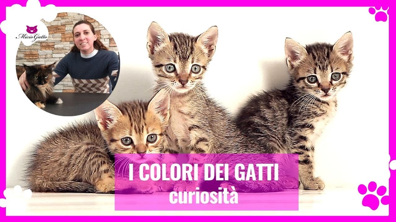 I colori del gatto, quali sono e come si creano - YouTube