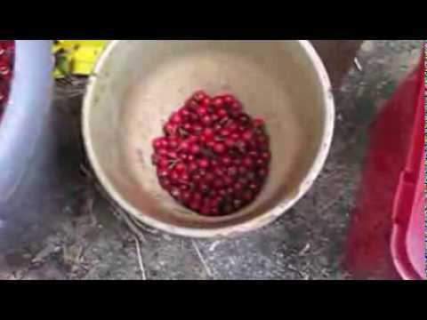 Growing native Hawthorn from seed - part 1 Autumn 2013 - YouTube