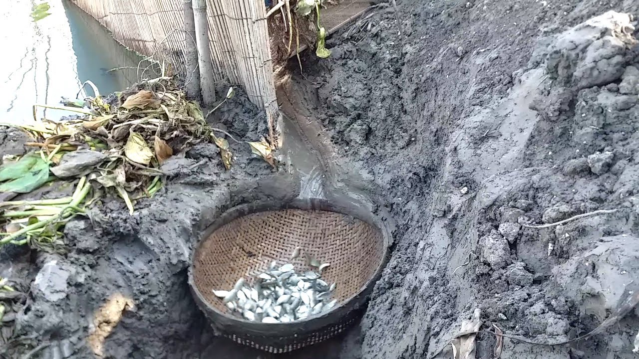 Traditional Best Basket Fishing Video | Amazing Fishing Videos Catch A ...