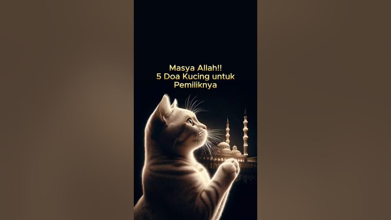 Masya Allah! 5 Doa Kucing Bagi Orang Yang Mengasihi dan Merawatnya. #kucing #shortvideo #shorts ...