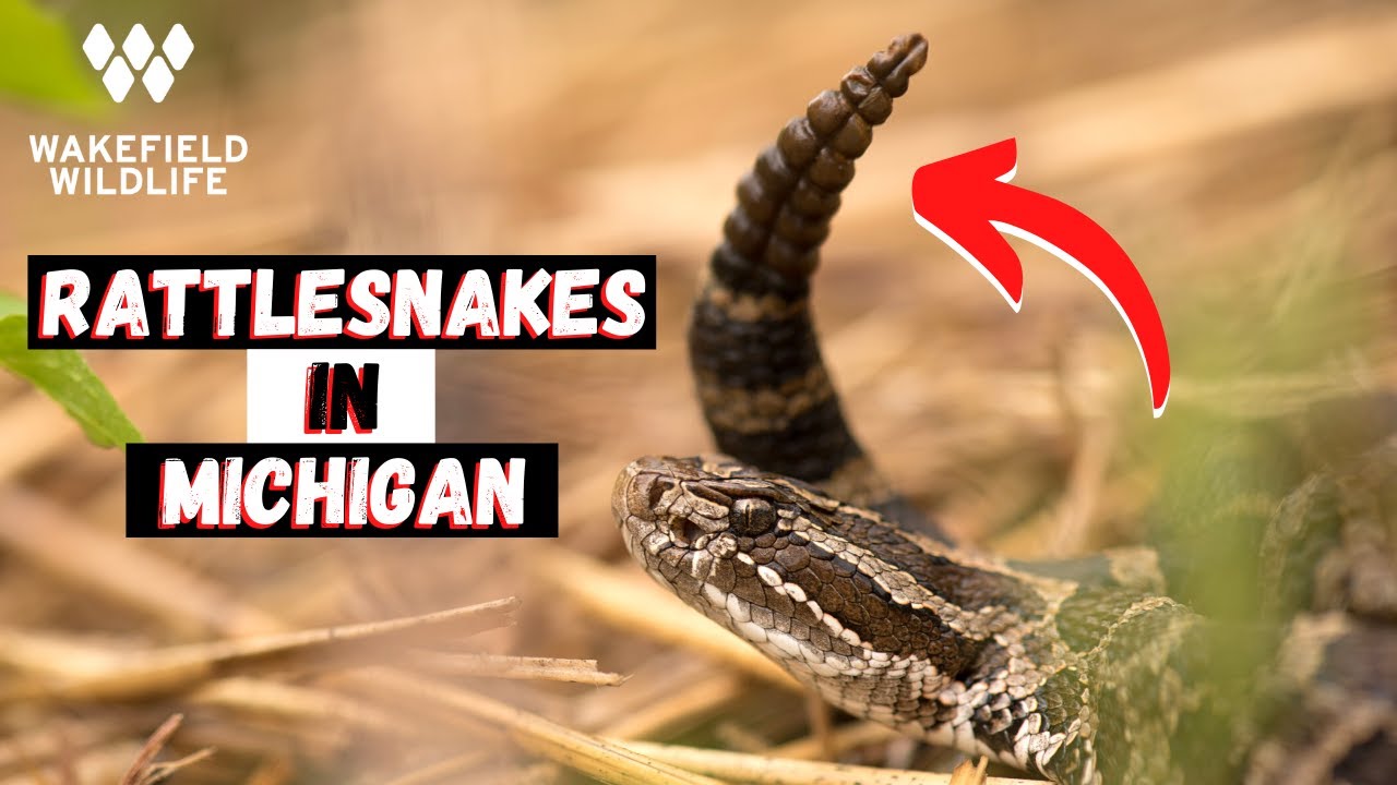 Herping for Massasauga Rattlesnakes in Michigan! - YouTube