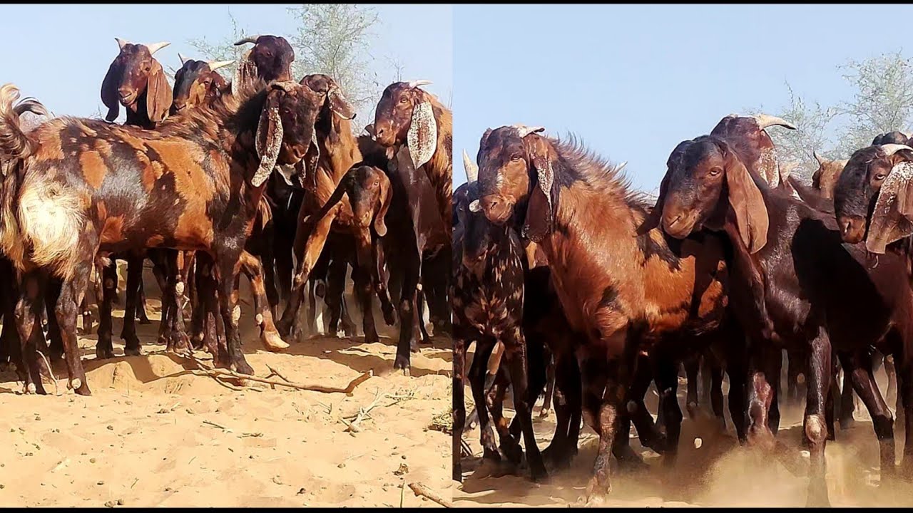 60 khassi bakro ka lot for sell 50kg to 100kg at Sandeep Goat Farm ...