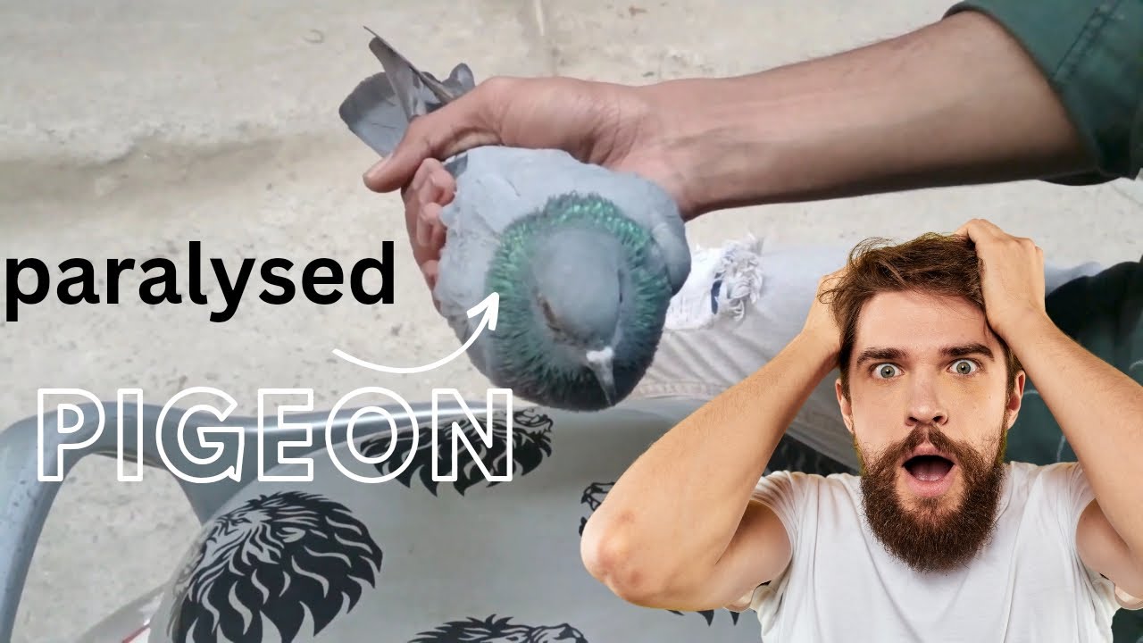 today rescue paralysed pigeon 😱🕊️//aj mila paralysed pigeon - YouTube