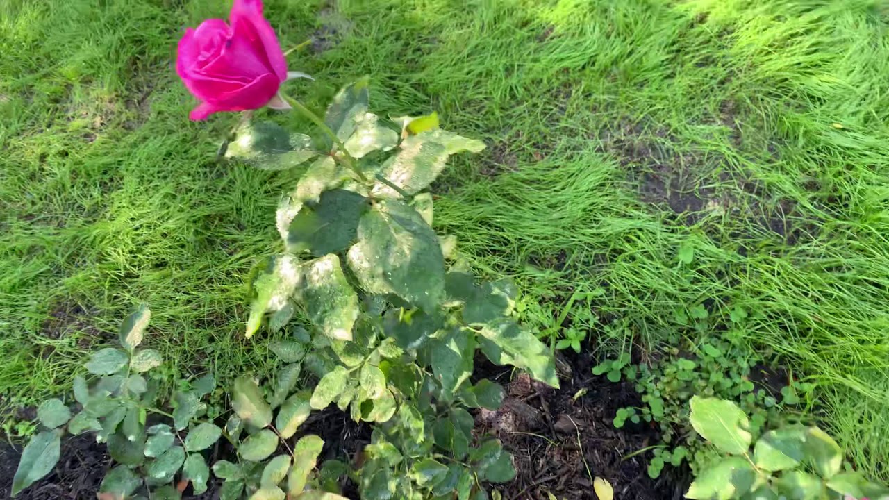 Purple Intrigue Rose - YouTube