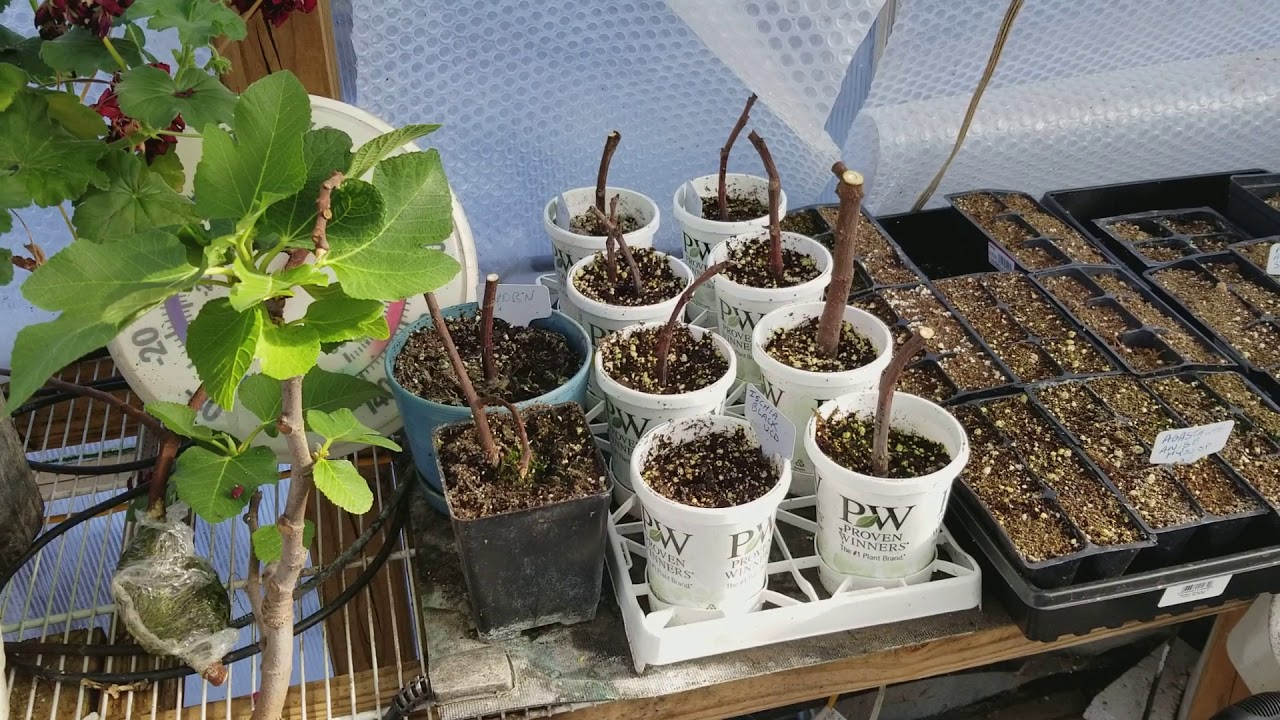 Over Fertilization - YouTube