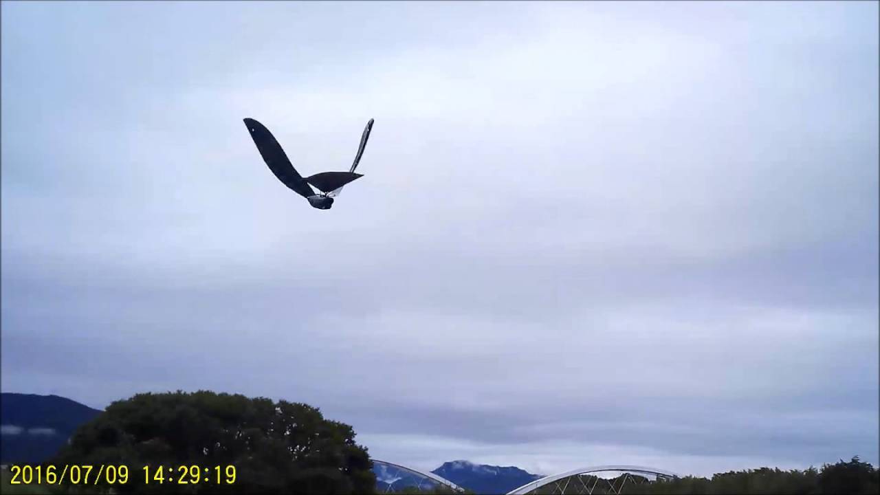 The Flying App - Bionic Bird - YouTube