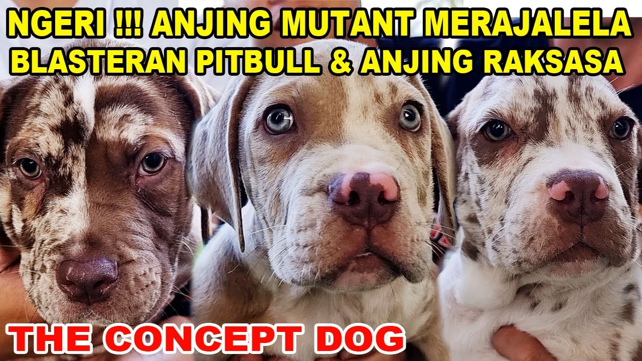 Seram !!! The Concept Dog : Anjing Mutant Dari Pitbull & Anjing Ras ...