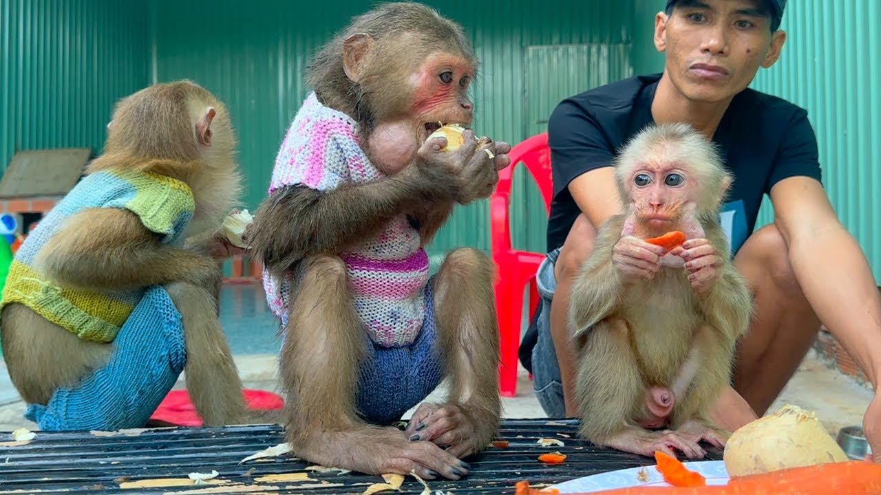 Ninh let Monkey baby so cute enjoy carrots and beans - YouTube