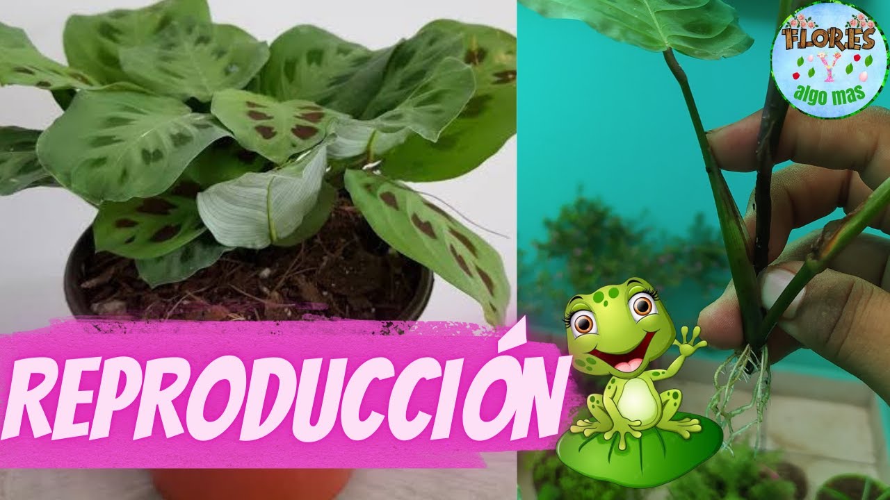MARANTA (sapito) REPRODUCCION DE ESTA HERMOSA PLANTA - YouTube