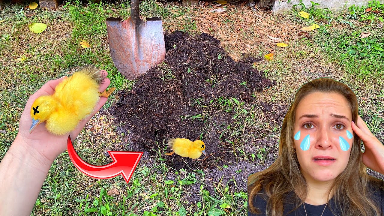 OUR RESCUED BABY DUCK DIDN'T MAKE IT... - YouTube
