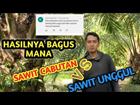 👍👍Hasilnya Banyak mana || Bibit sawit cabutan vs bibit unggul 