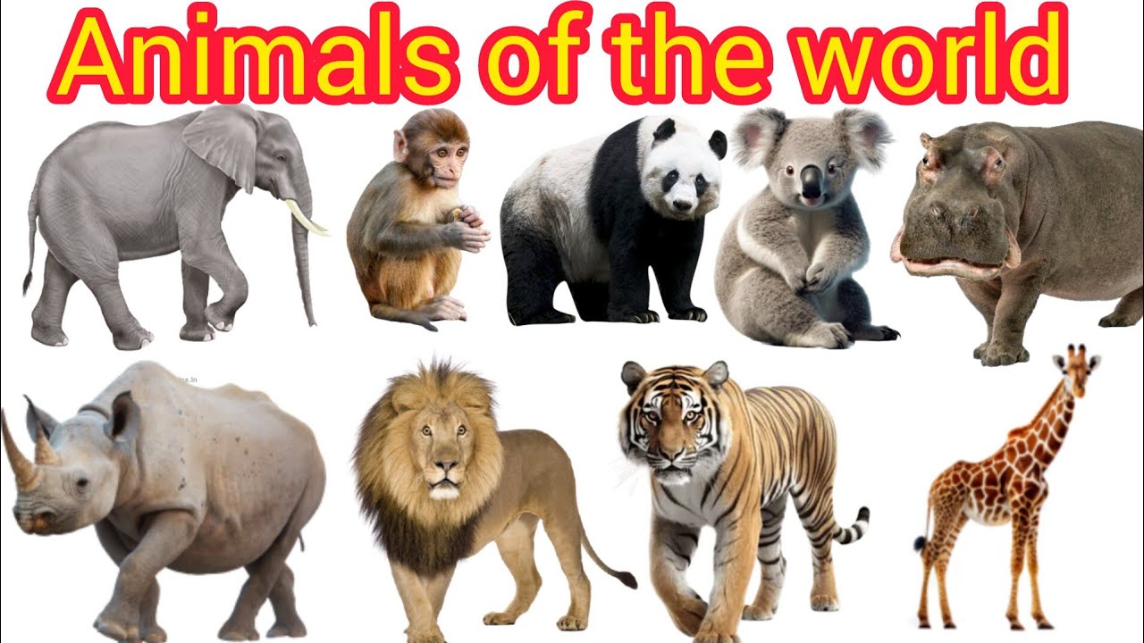 Animals of the world||wild animals sounds ||@smart_kids_club45 - YouTube