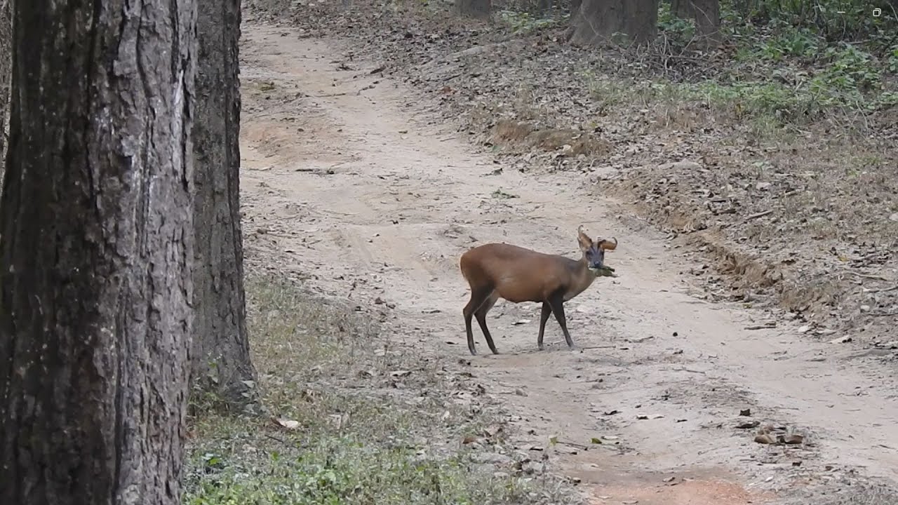 Barking Deer | Indian Muntjac trying to cross the road Kanha National ...