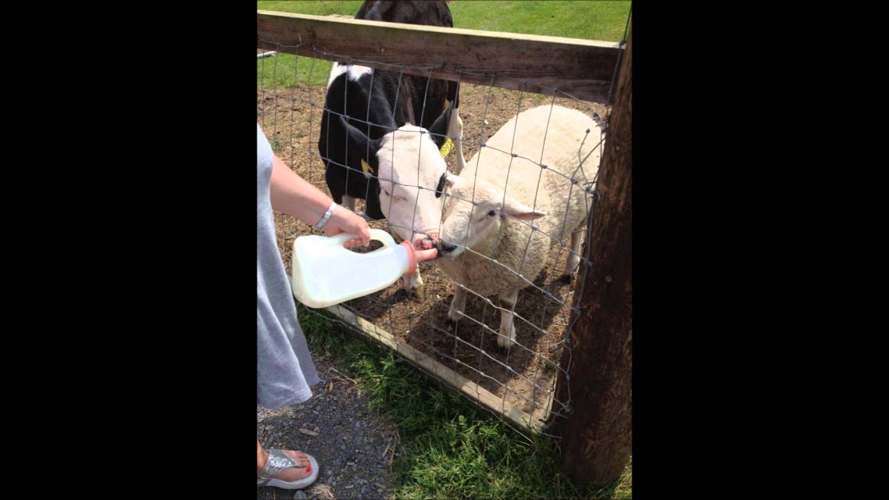 Clonfert Pet Farm - YouTube