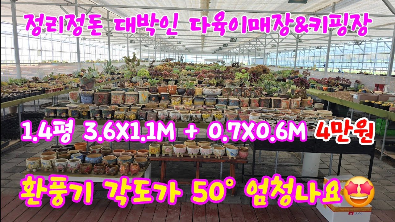 정리정돈 엄청 깔끔한 다육이매장 키핑장 여기도 환풍기가 엄청나요🤩 수제화분부터 각종 소품까지 묵둥이 창 국민이 수제화분