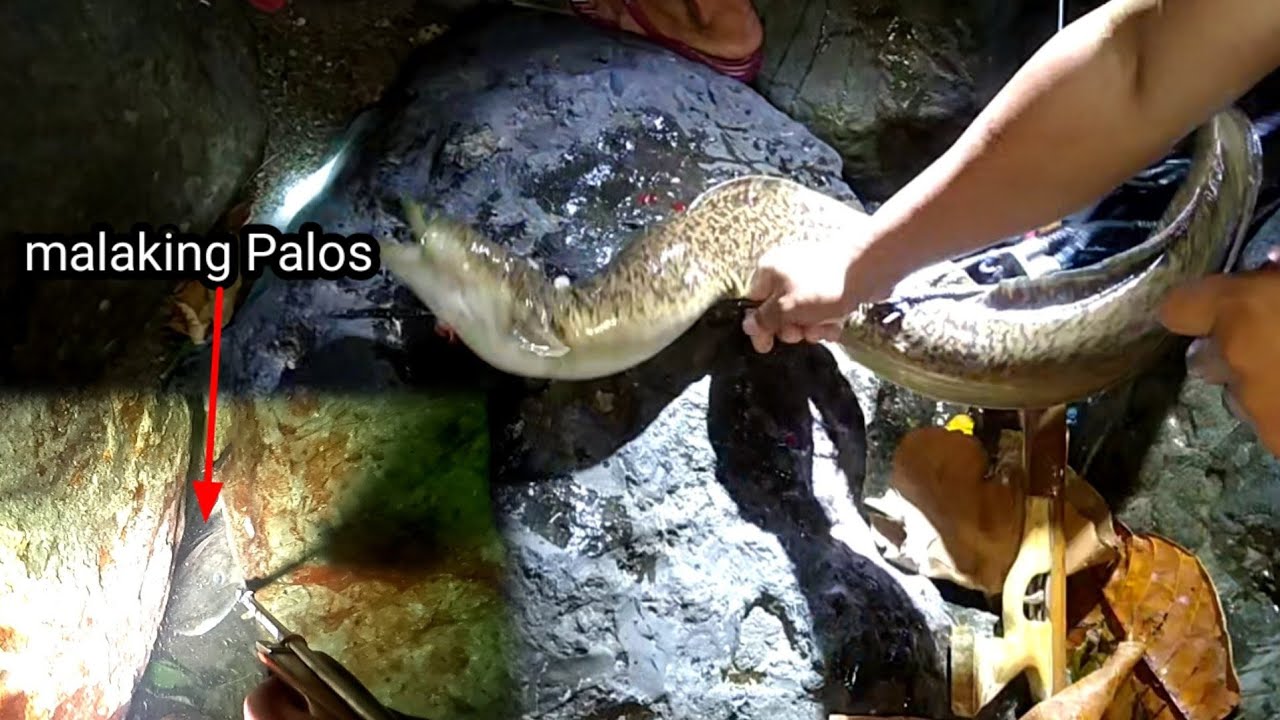 Part 3 - ISLA NG KASILI o PALOS o EEL ang dami nila - YouTube