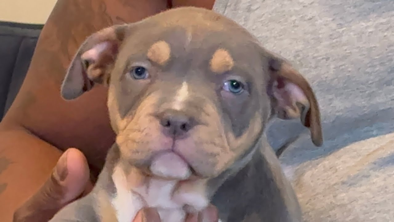 7 Week Old Super Pups Shots & Dewormed - YouTube