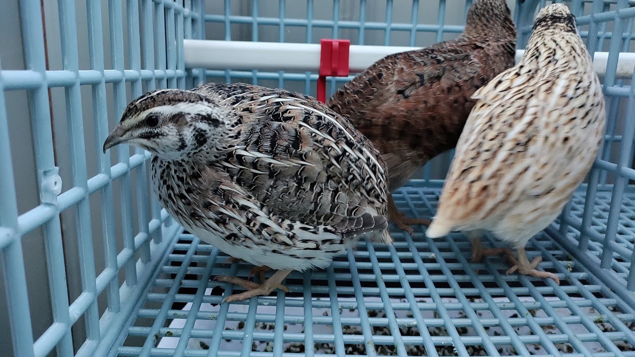 Ajout cages pour cailles - YouTube