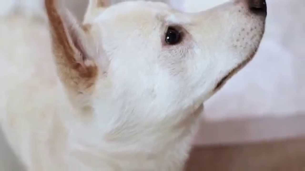 Shiba Inu howling and eating treats - YouTube