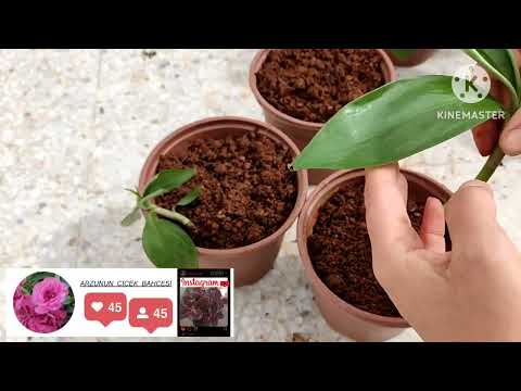 #Octopus Flower #How to Propagate Mirrored Telegraph Flower #