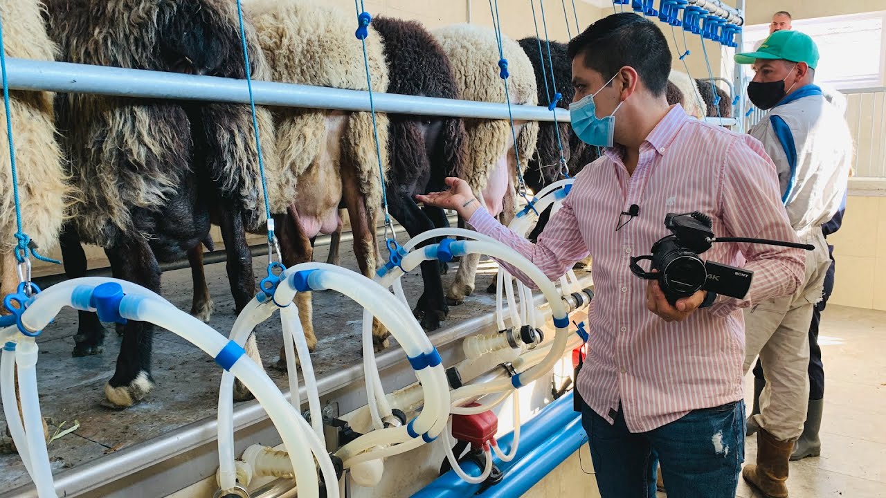 ORDEÑO DE OVEJAS AUTOMATIZADO | Razas East Friesian y Awassi | Ex ...