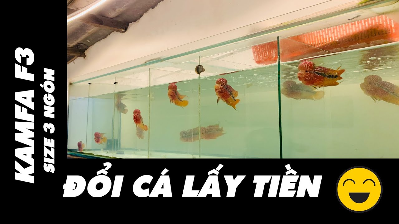 KAMFA F3 | CẬP NHẬT Giá Kamfa F3 SIZE 3 NGÓN | TẬP 2 | Shop Cá La Hán ...