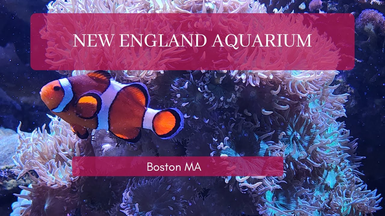 New England Aquarium Tour in Boston (Giant Ocean Tank, Penguins, Sea ...