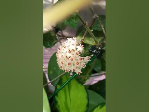 Hoya Acuta EPC-973 // хойя Акута ЕРС-973 - YouTube