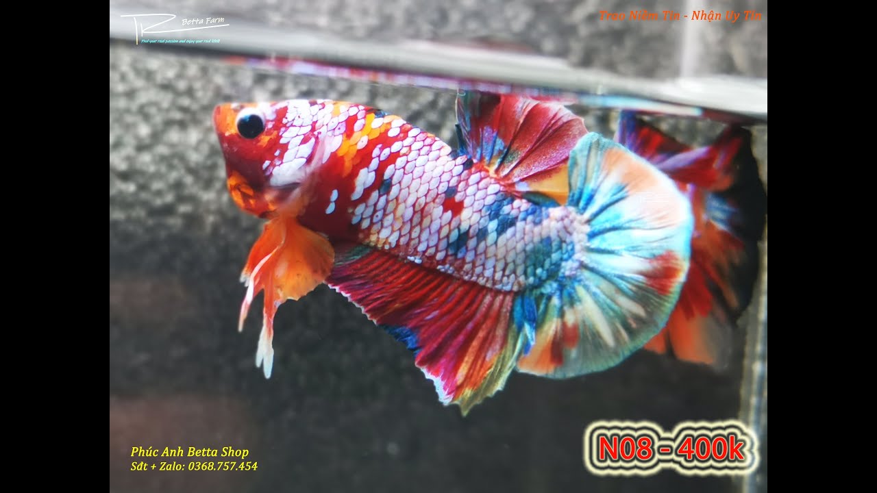 Koi Nemo Candy Vip - Dòng Koi Betta - Form Vip màu đậm - Phuc Anh Betta ...