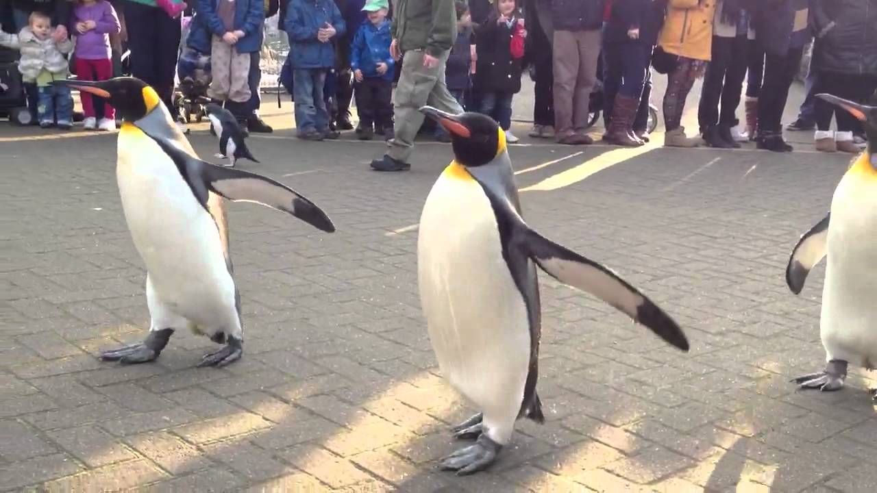 Penguins at Edinburgh Zoo - YouTube