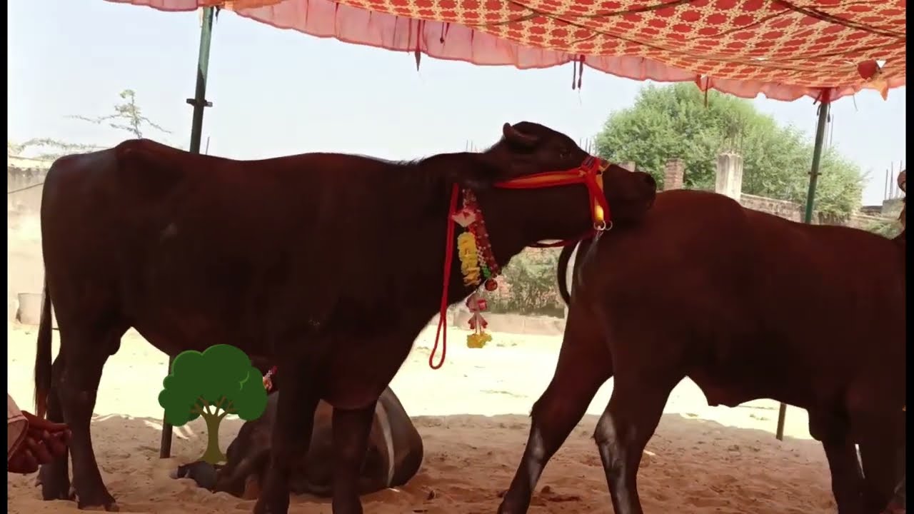 Bhaisa Ke Uper Bhaisa Kuda 😱 #viralvideo - YouTube