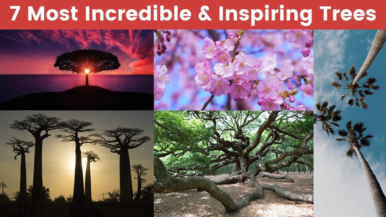 7 Most Incredible and Inspiring Trees in the World - YouTube