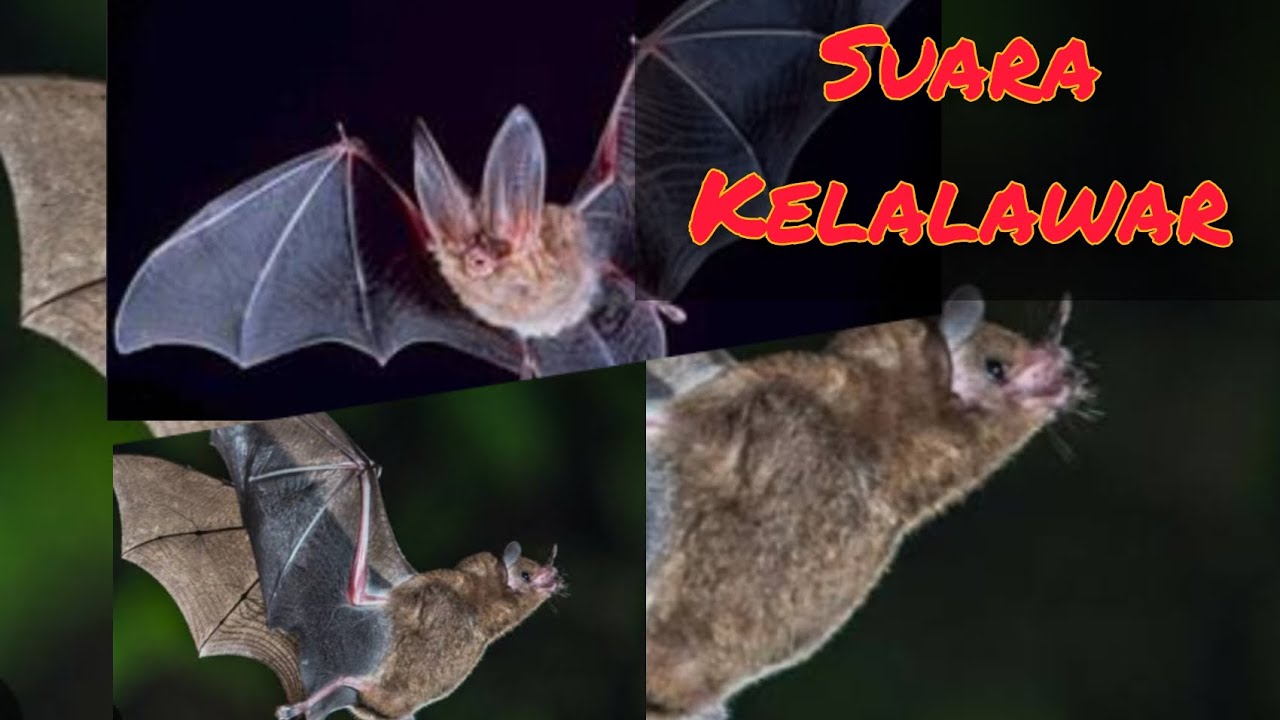 SUARA KELALAWAR‼️cocok buat mikat🔴⛔ - YouTube