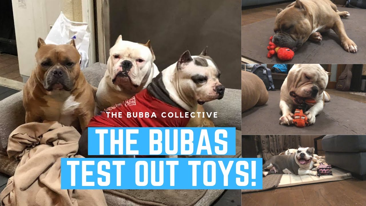 Big Dog Toy Review - American Bullies put them to the test! - YouTube