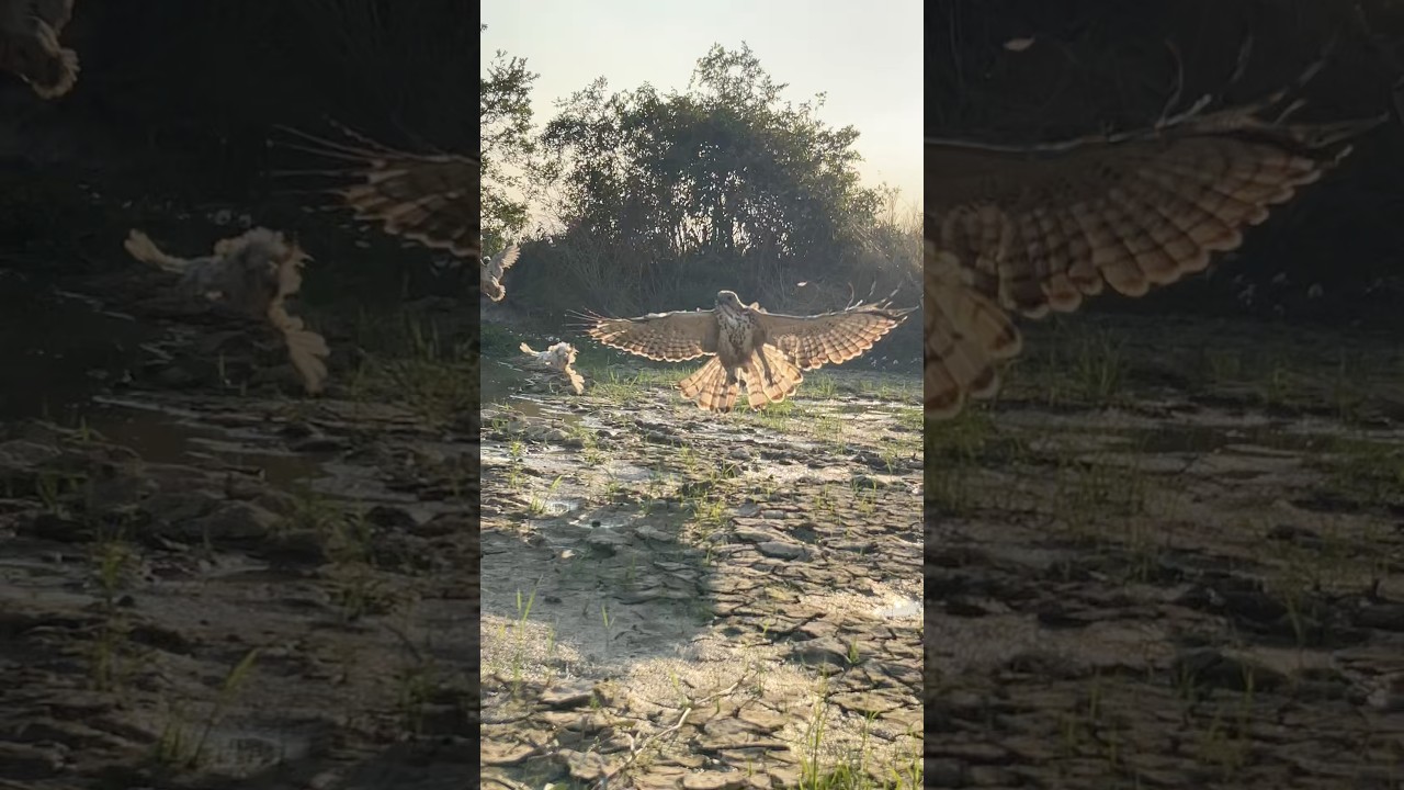 Eagle hunting bird of prey #hunting #birds #nature #animals - YouTube