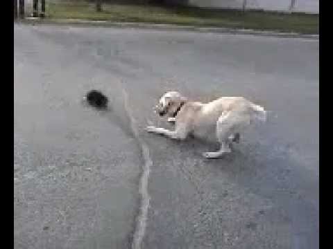 Dog attacks muskrat - YouTube
